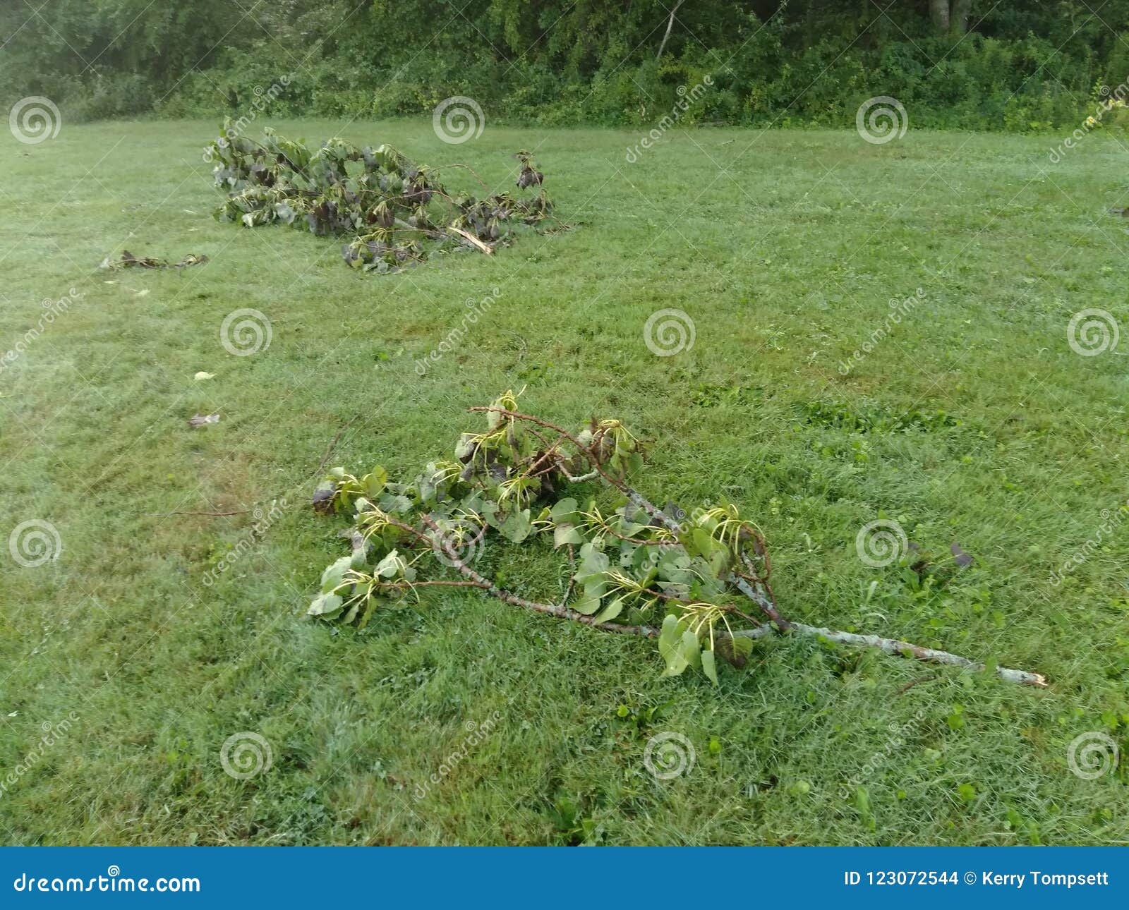 Fallen Branches stock photo. Image of fallen, limbs - 123072544