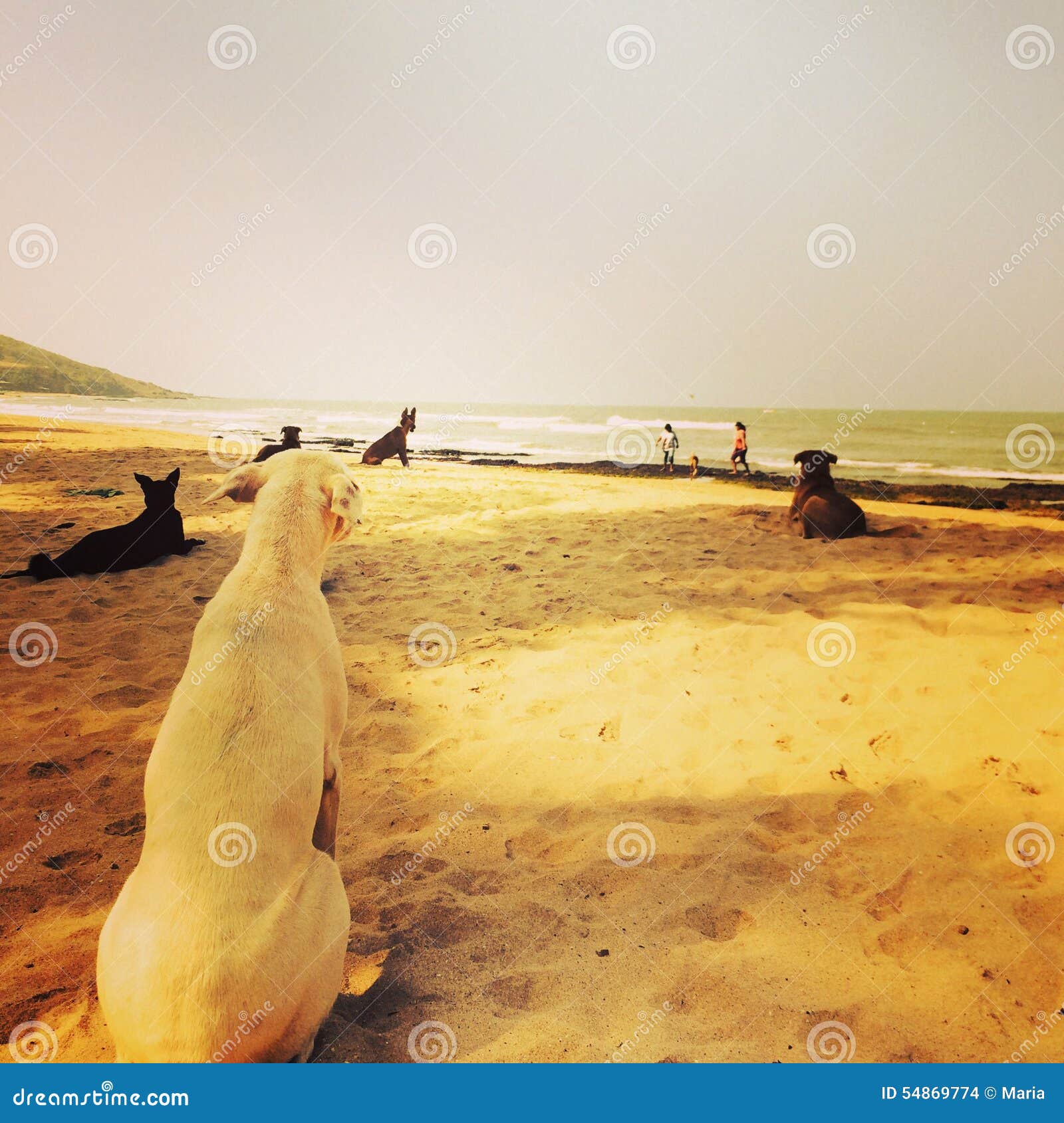 In the Morning at the Beach Stock Photo - Image of life, goan: 54869774