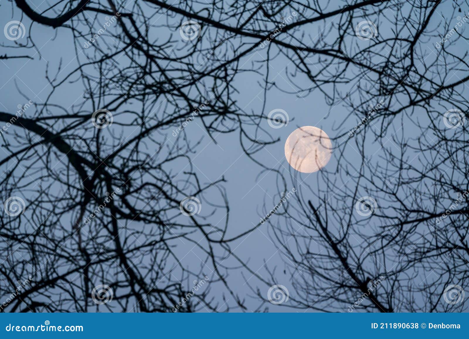 Moon behind the tree stock photo. Image of branches - 211890638
