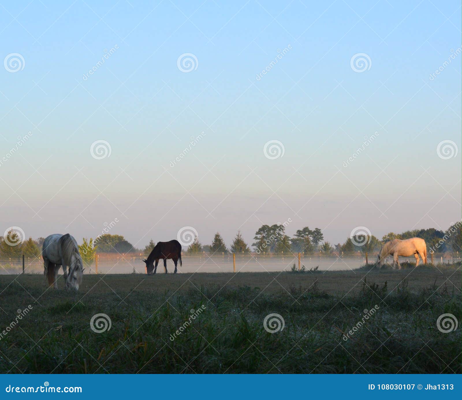 Morning stock image. Image of morning, horses, ranch - 108030107
