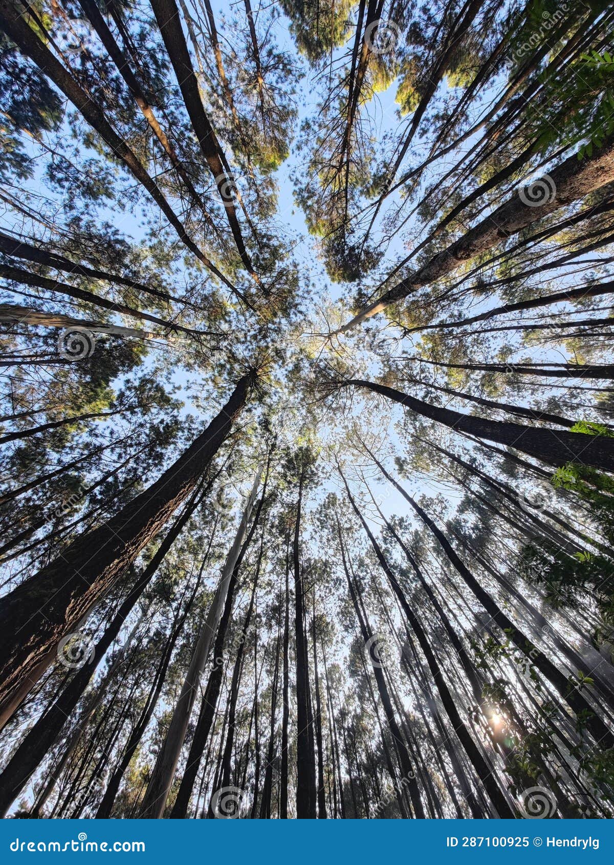 Morning Beautiful Pinus Tree Stock Image - Image of indonesia, morning ...