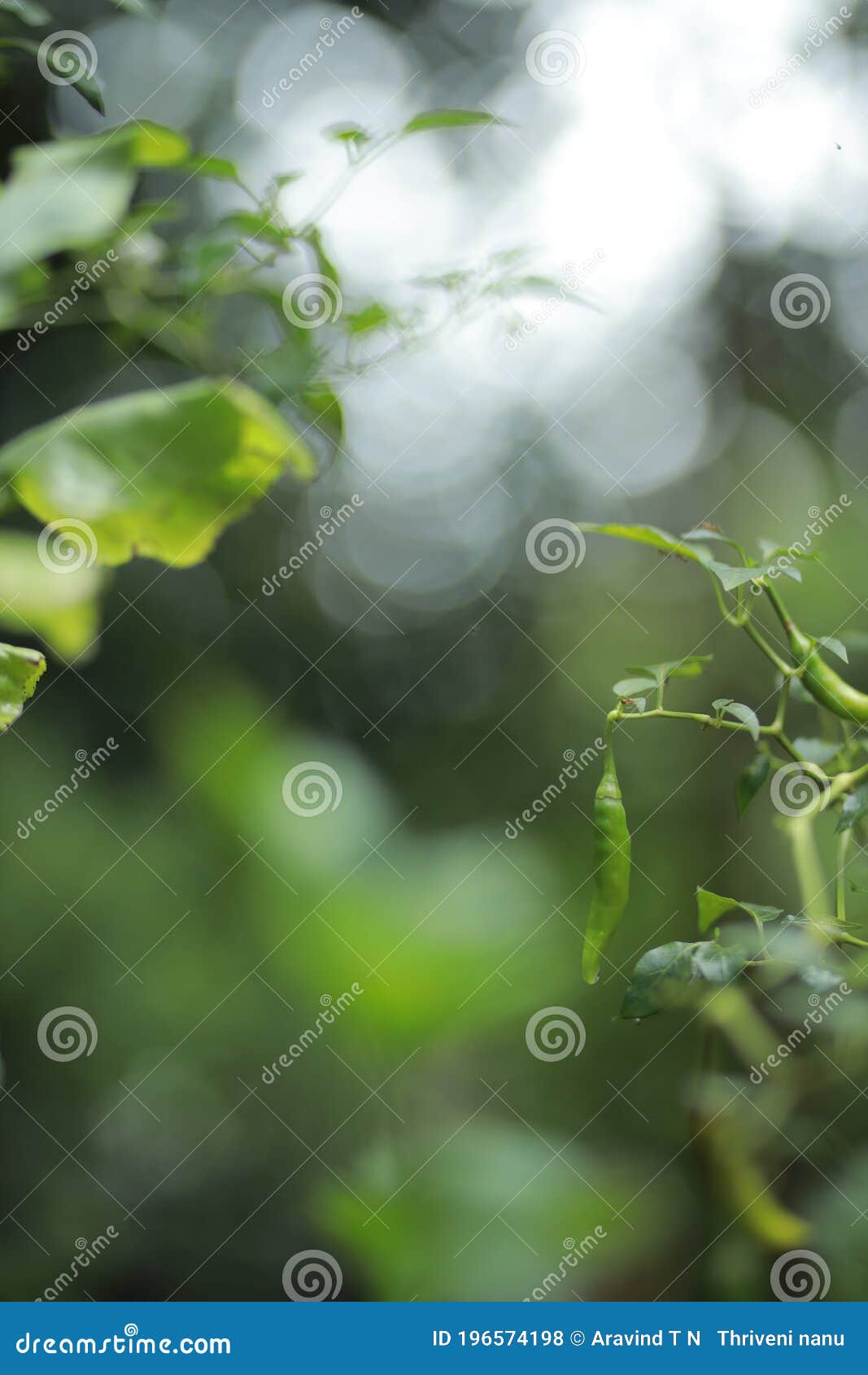 The Morning Beauty of Green Chilli Stock Photo - Image of chilli ...