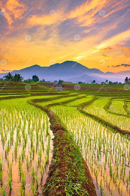 Morning Beauty at Rice Fields Stock Image - Image of water, beauty ...