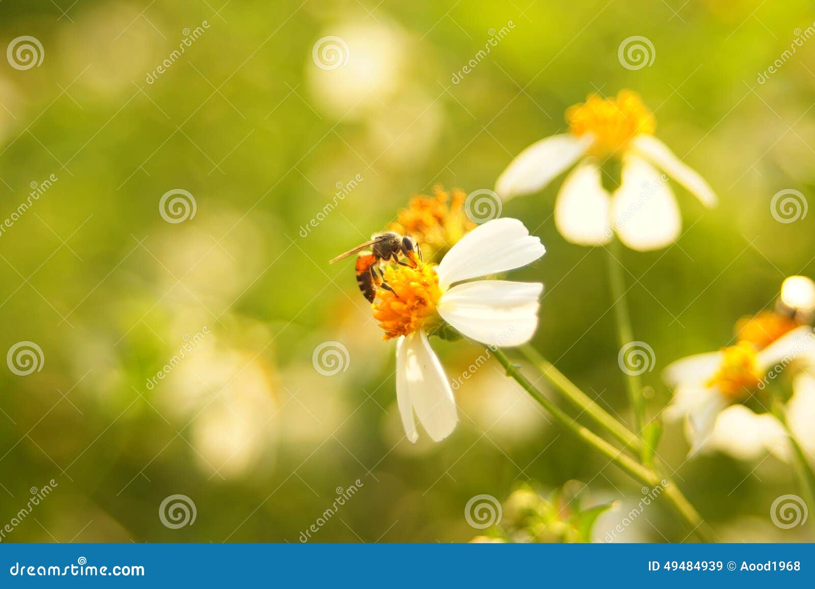 Morning stock image. Image of nature, floral, insect - 49484939