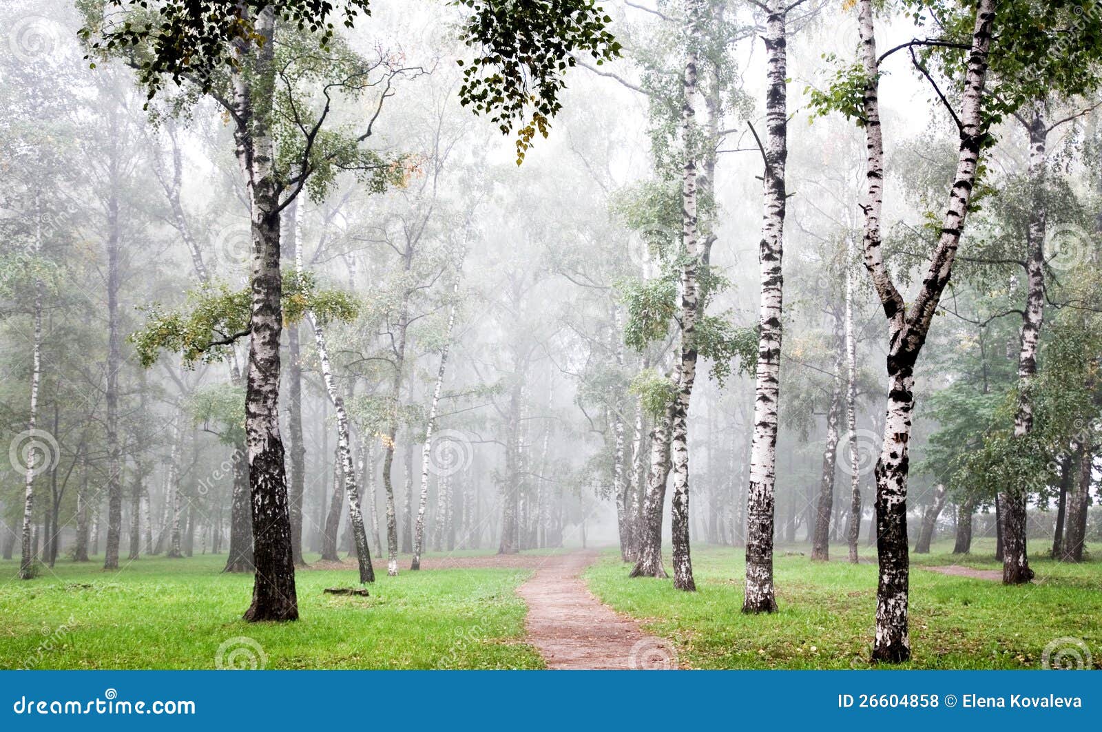 Morning Birch Grove in Deep Autumn Fog Stock Photo - Image of mist ...