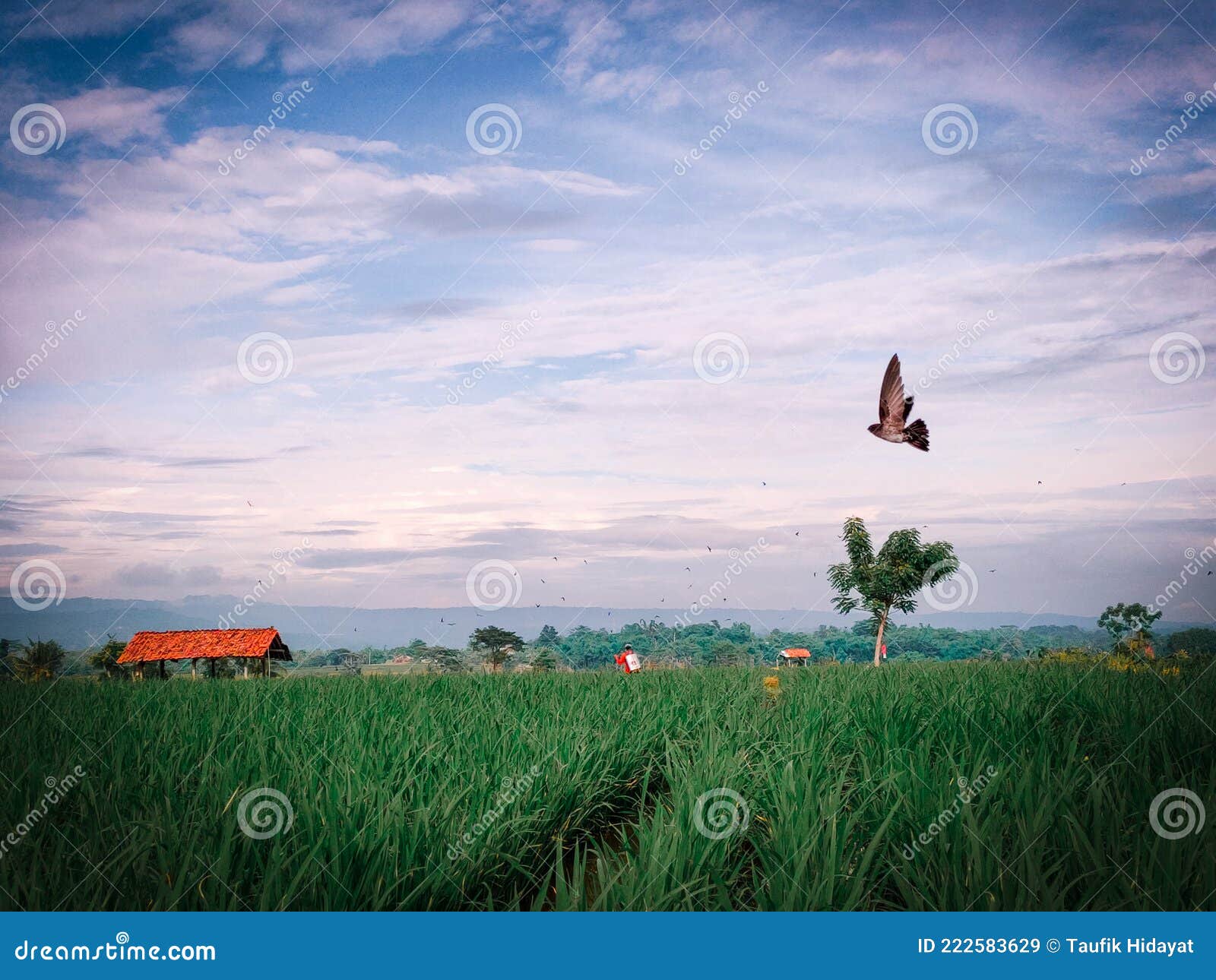 Morning bird stock image. Image of bird, flying, morning - 222583629