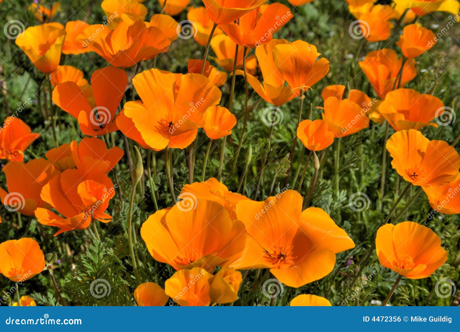 Morning bloom stock photo. Image of peaceful, blooms, morning - 4472356