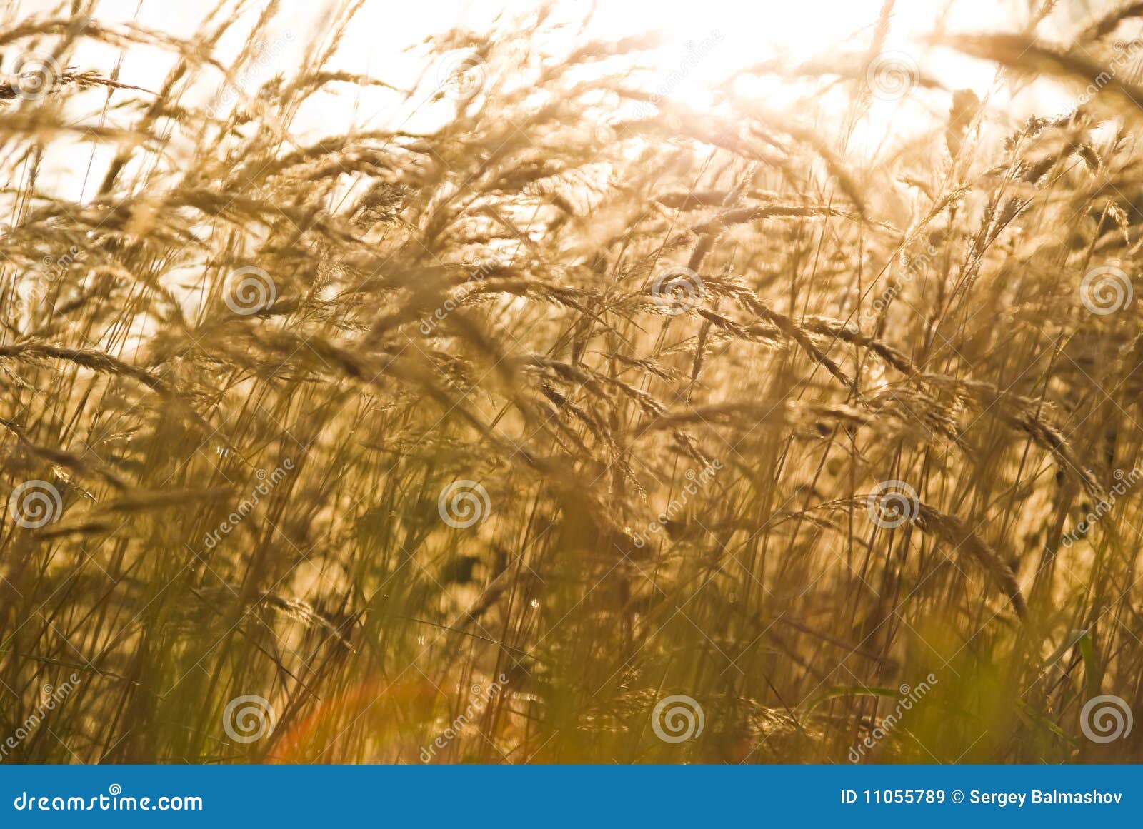 Morning breeze stock image. Image of side, dawn, early - 11055789