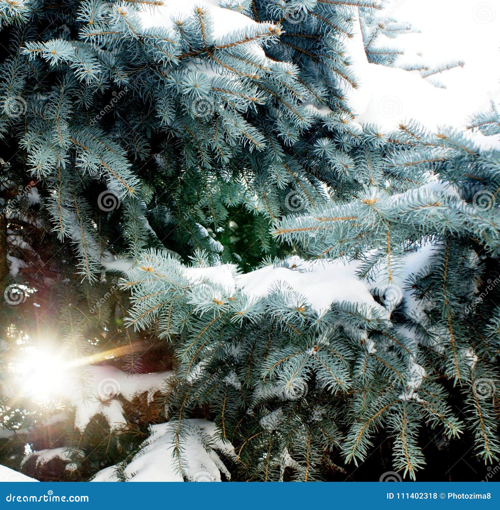 The Morning. the Bright Sun of Early Spring. Stock Photo - Image of ...