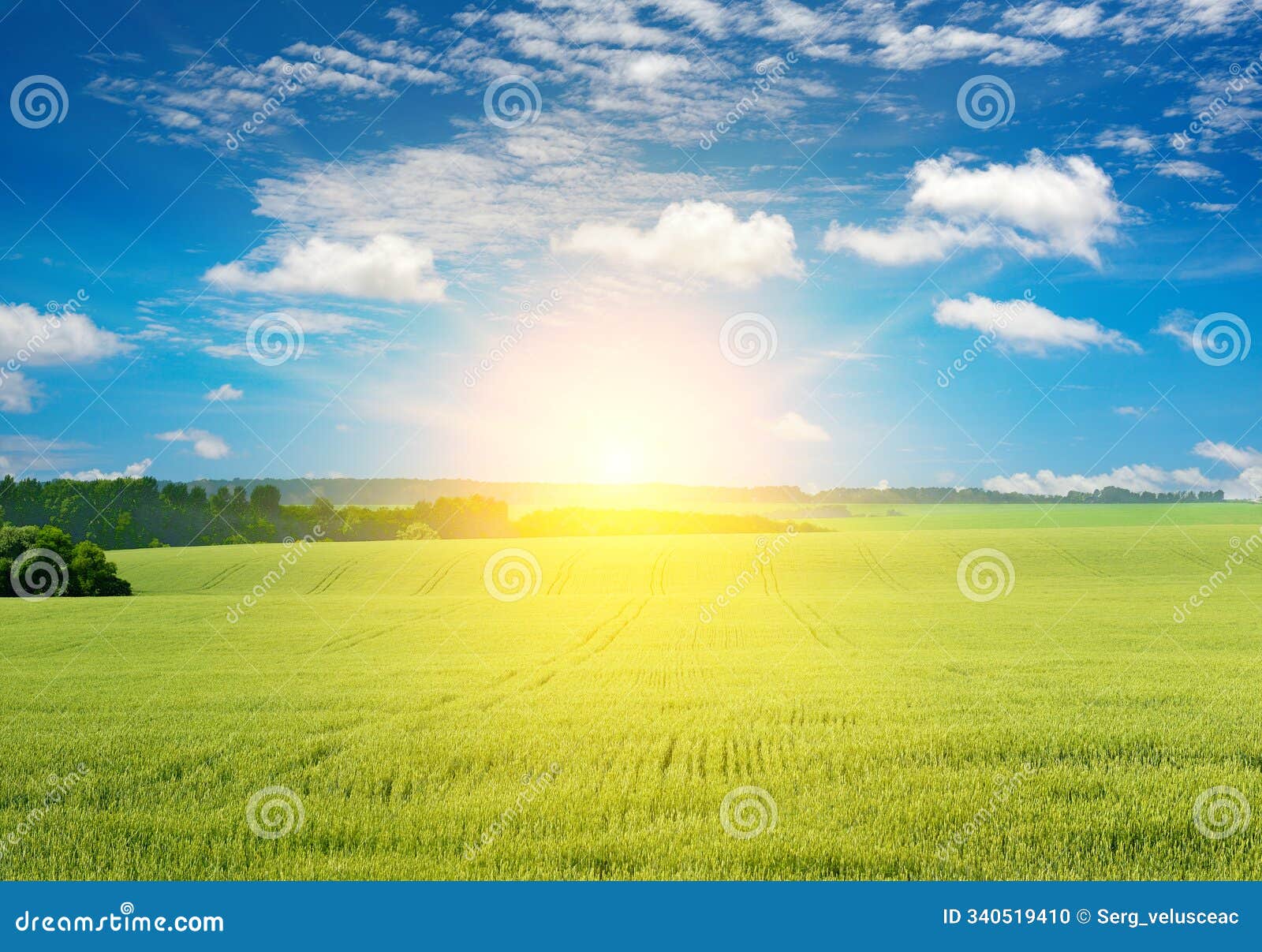 Morning with Bright Sun in Large Wheat Field Stock Photo - Image of ...