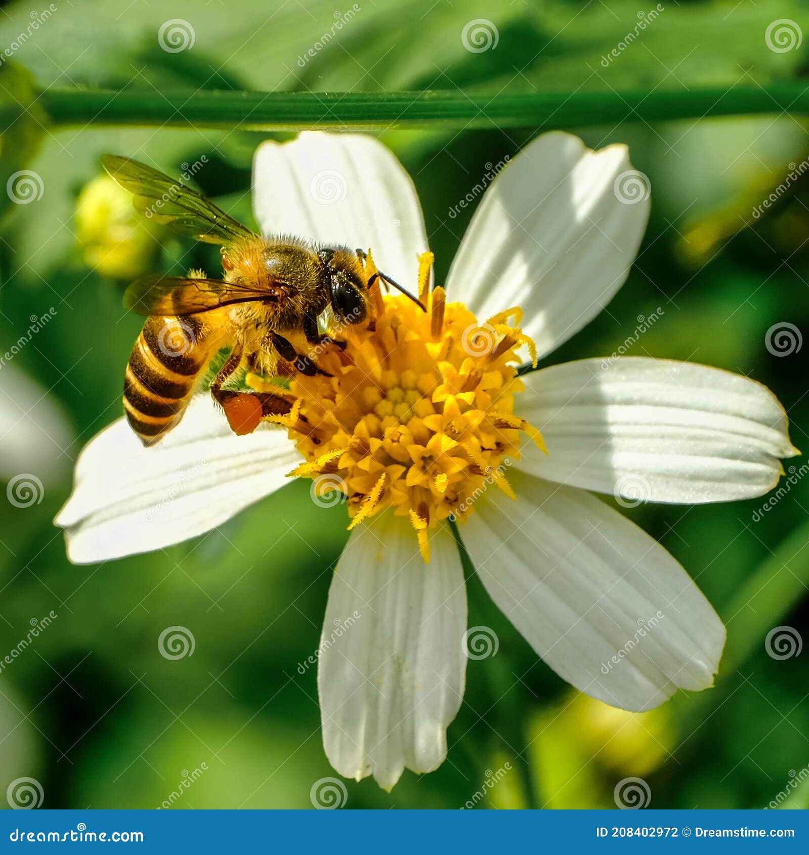 Morning busy Bee stock photo. Image of insect, petal - 208402972