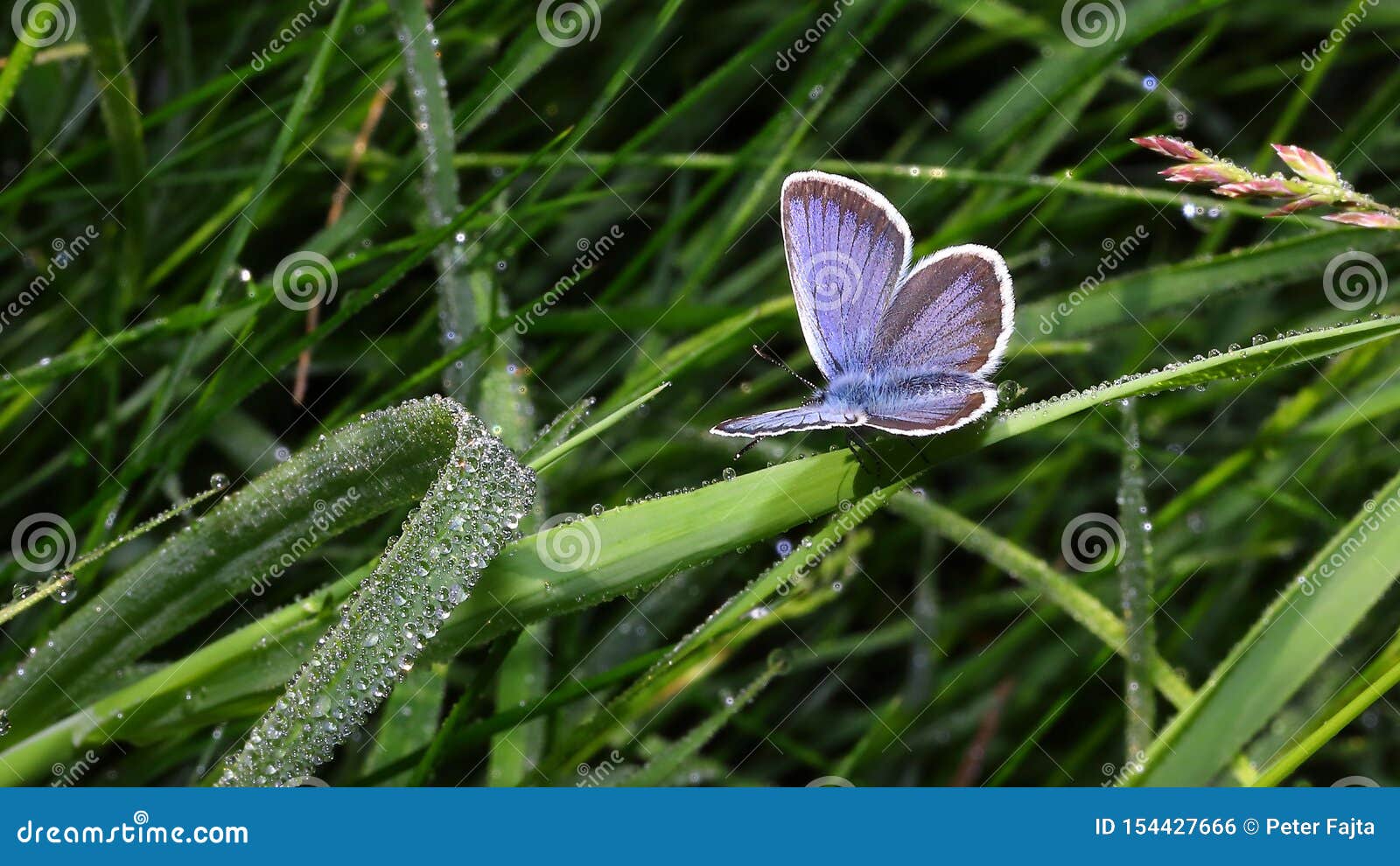 Morning and Butterfly and Water Drops 1 Stock Photo - Image of estetic ...