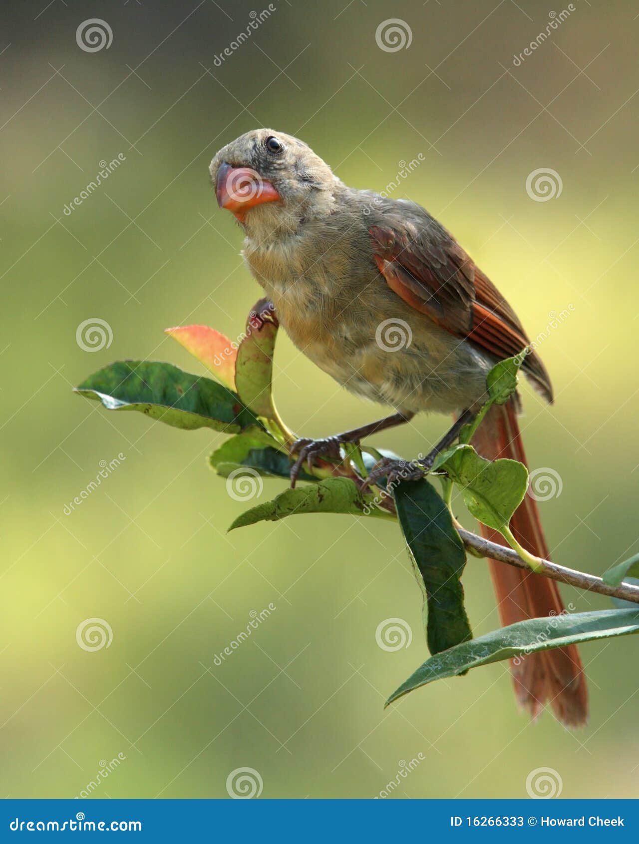 Morning Cardinal stock image. Image of nature, female - 16266333