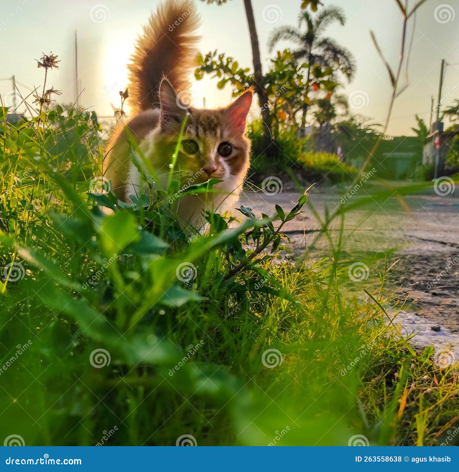 Cat through the Morning Sunrise Stock Photo - Image of meadow, flower ...