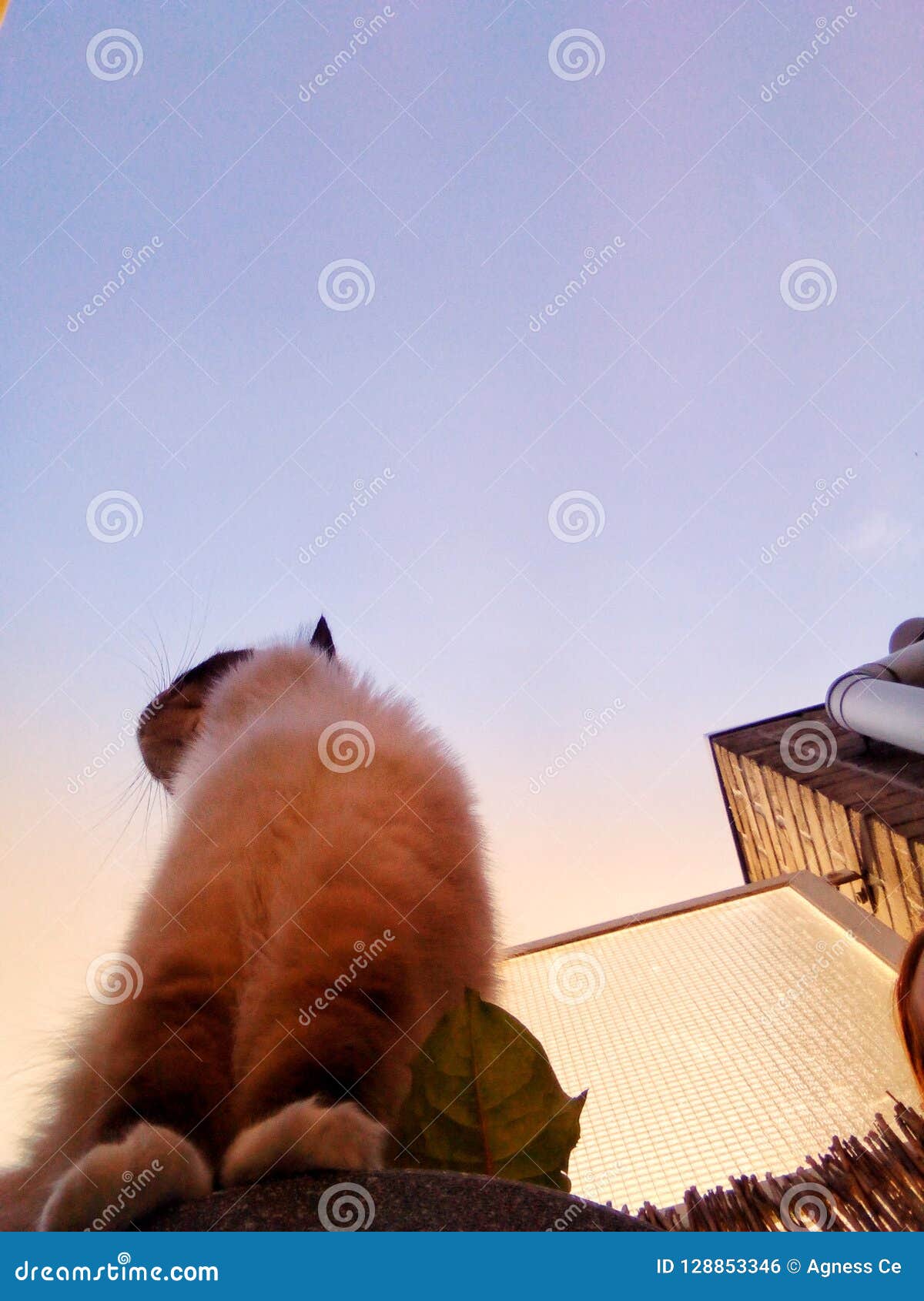 Morning cat stock photo. Image of sunrise, cats, fluffy - 128853346