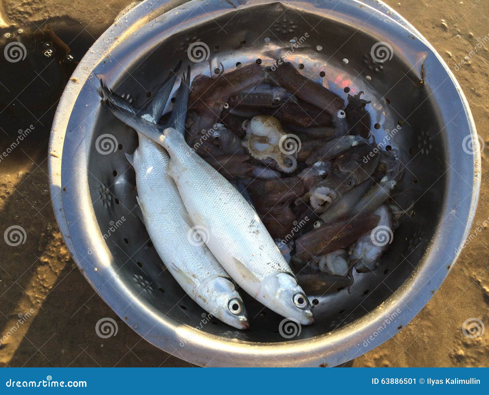 Morning catch stock image. Image of tropical, frenzy - 63886501