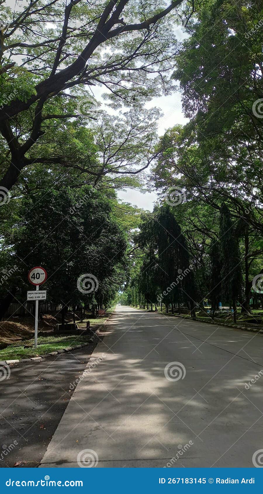 Morning Clean Concrete Road with Trees beside Stock Image - Image of ...