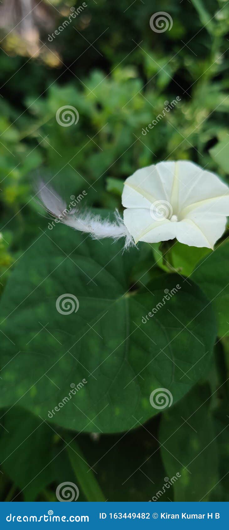 Morning Click on One Plus Mobil Stock Photo - Image of plus, morning ...