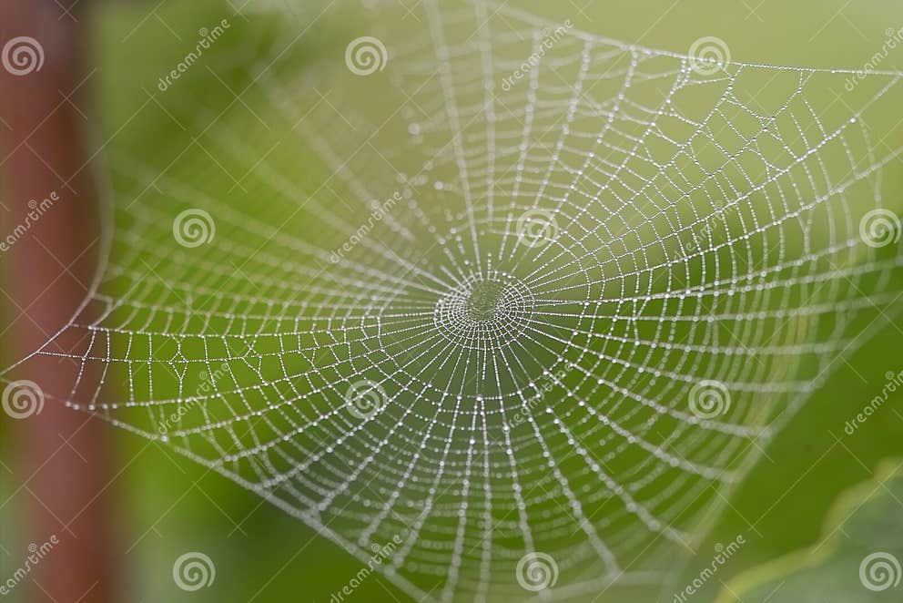 Morning cobweb stock photo. Image of macro, entangle, isolated - 277274