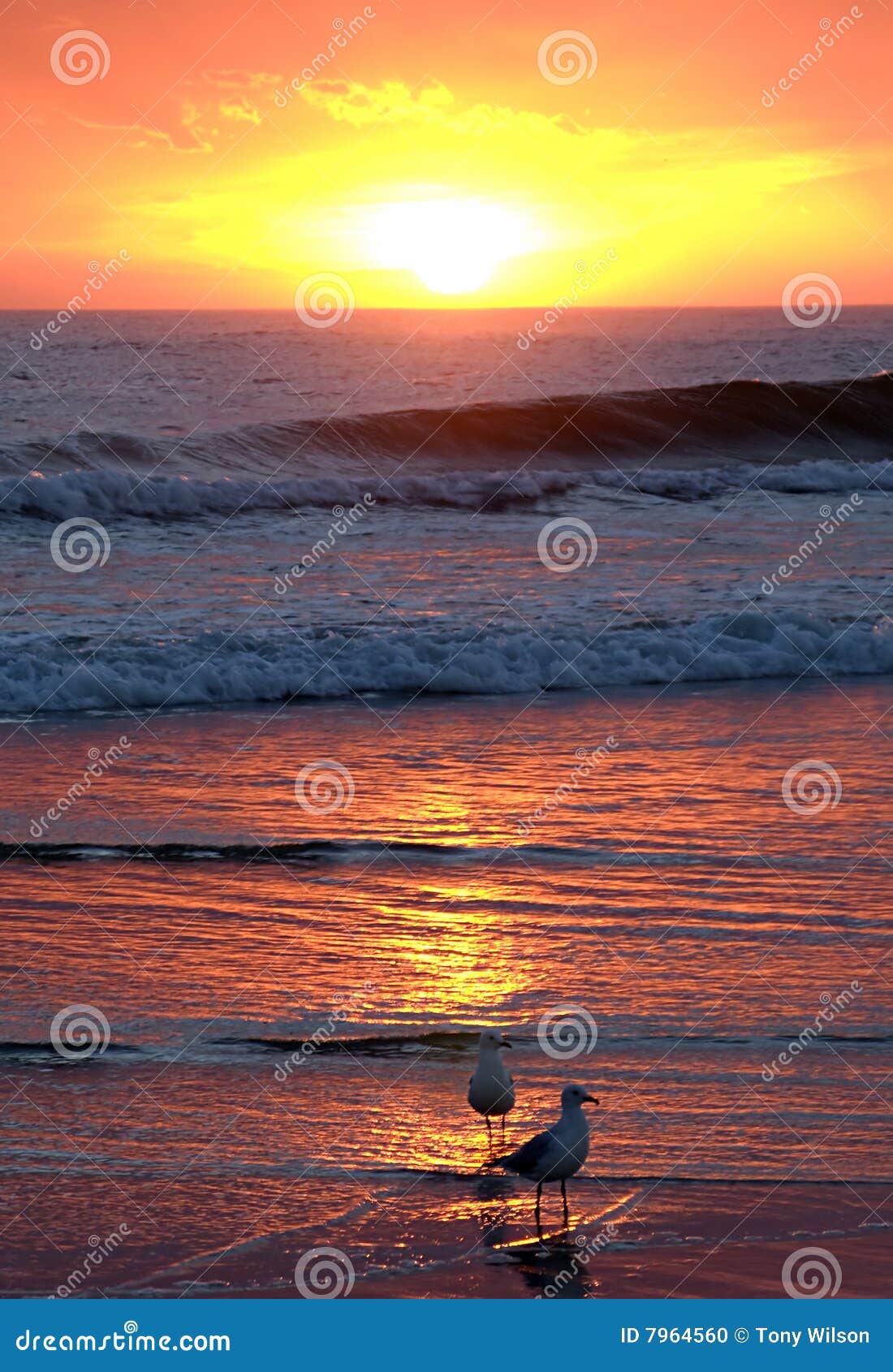 Morning color stock photo. Image of coast, pacific, gold - 7964560