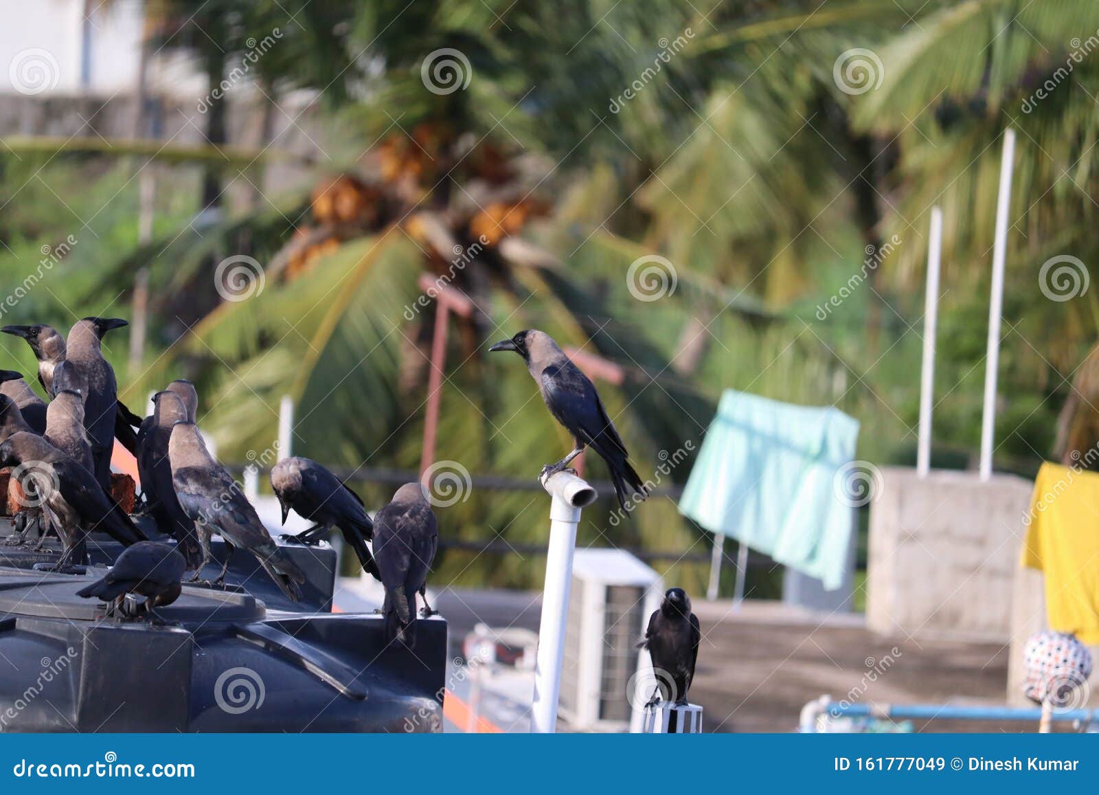 Morning Community Meeting of Group of Crows Stock Image - Image of beak ...