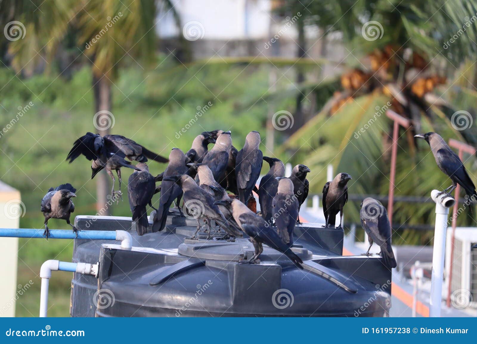 Morning Community Meeting of Group of Crows Stock Photo - Image of ...
