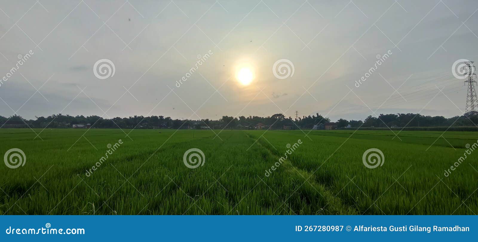 Morning in the Cool Rice Fields Stock Image - Image of green, morning ...