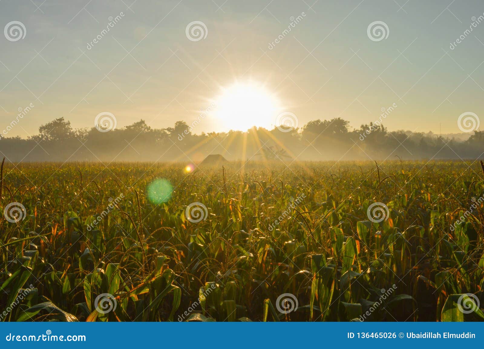 Morning in the corn farm stock photo. Image of morning - 136465026