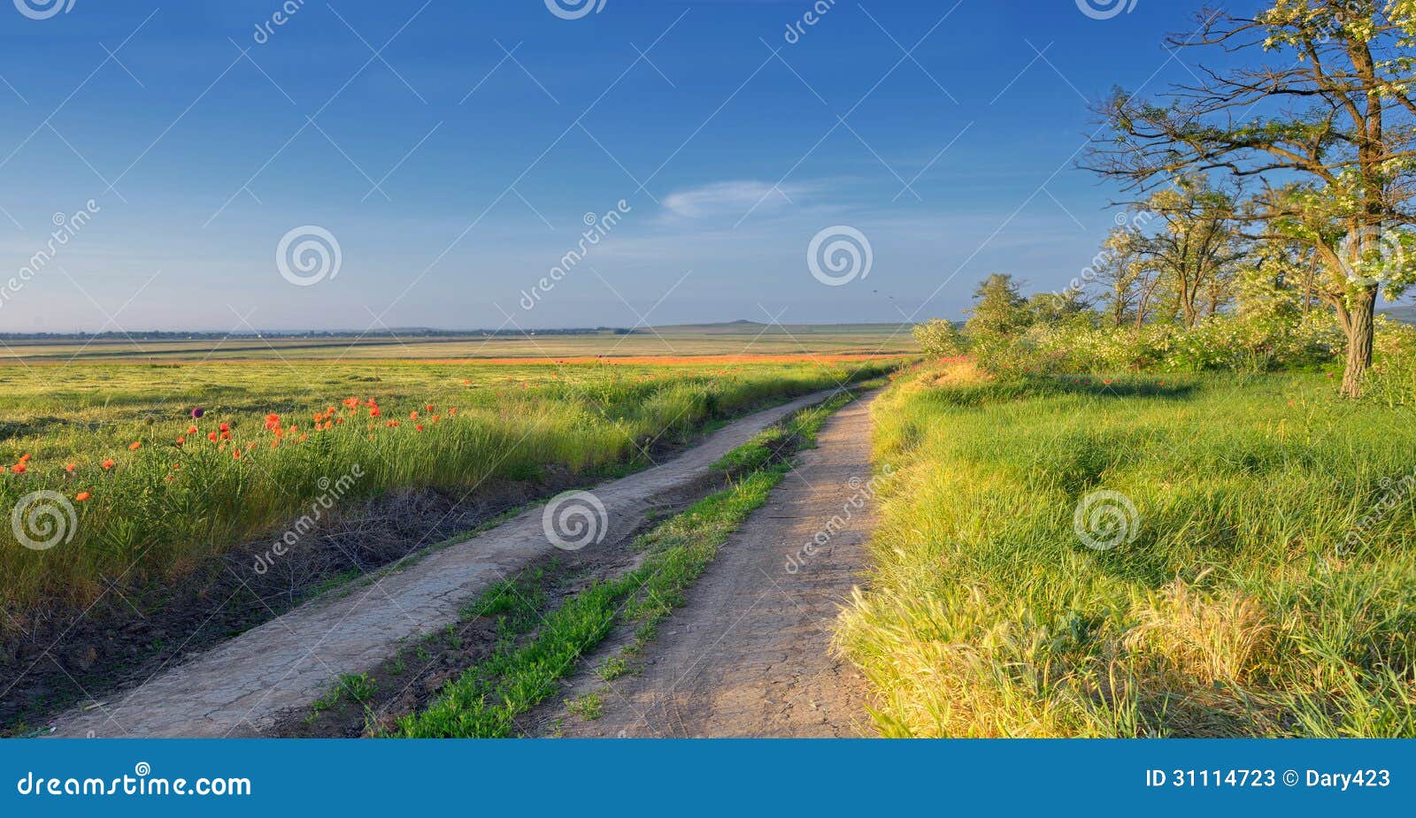 The morning country road stock image. Image of dusk, idyllic - 31114723