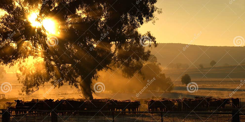 Morning cows stock image. Image of rise, agriculture, cows - 2283643