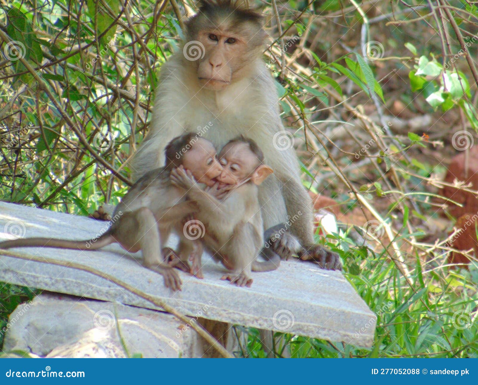 Morning Cute Monkeys Playing Stock Photo - Image of monkeys, morning ...