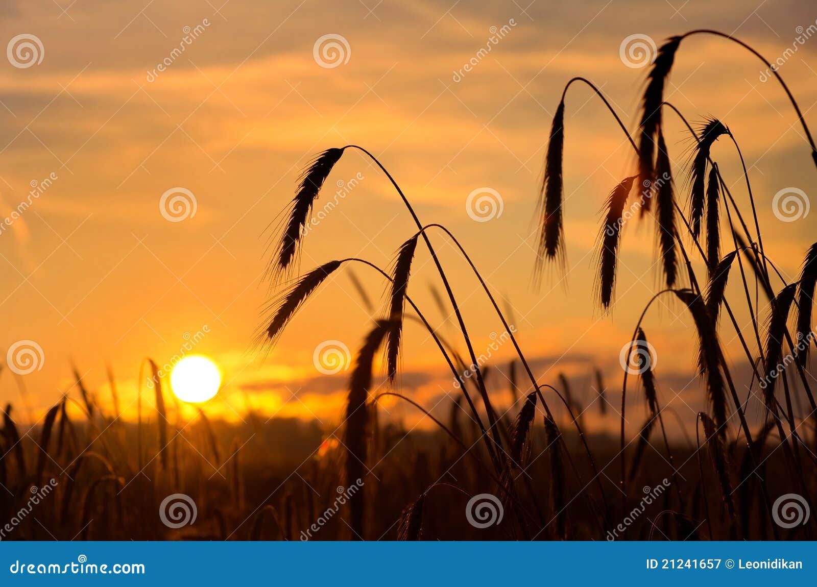 Morning dawn stock image. Image of heat, morning, outside - 21241657