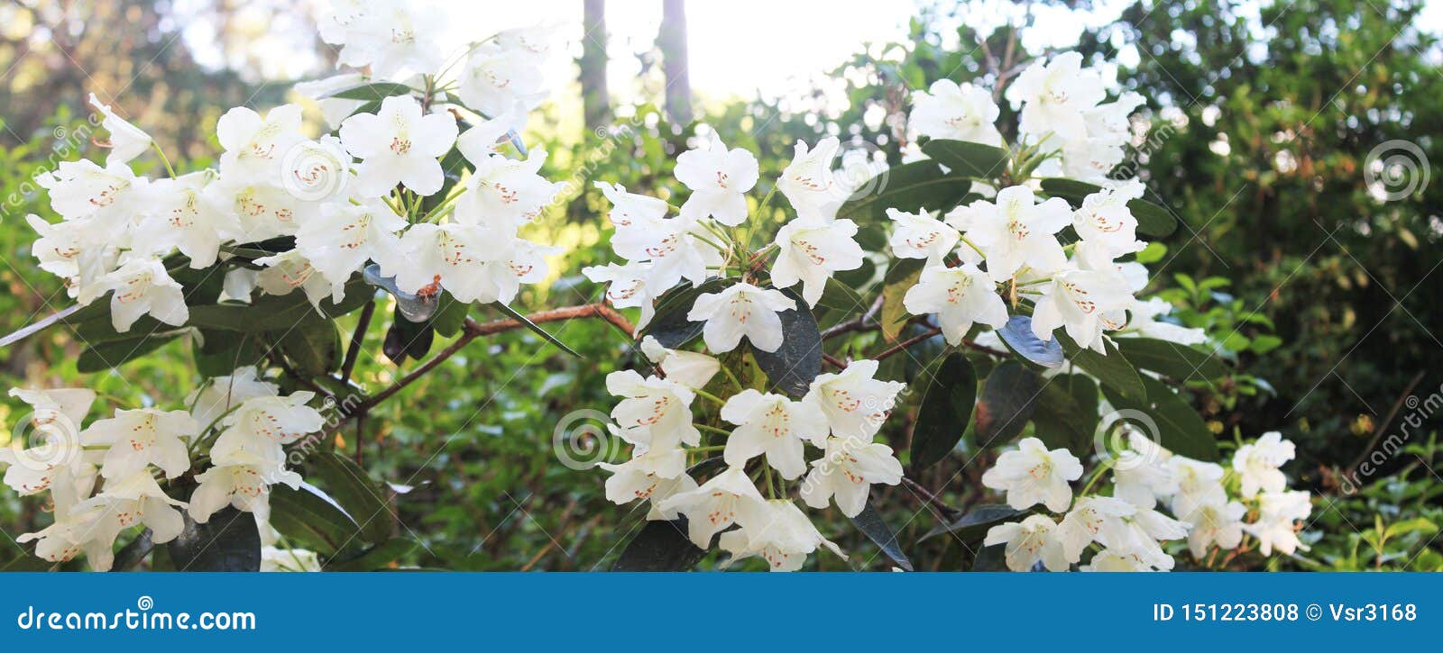Morning Dawn with White Rodendrons. Rodendron Panorama Stock Photo ...