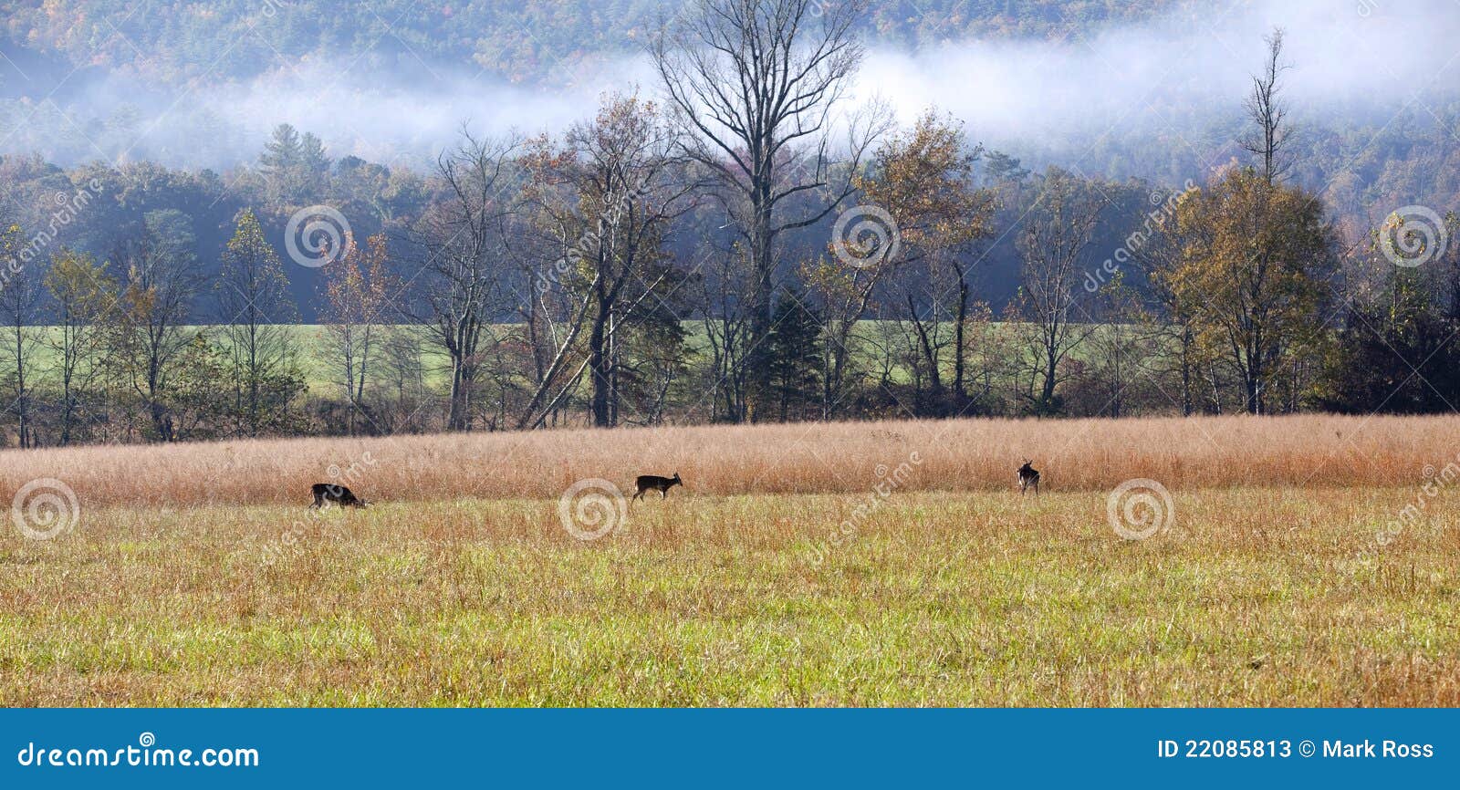 Morning Deer in Meadow stock image. Image of wildlife - 22085813