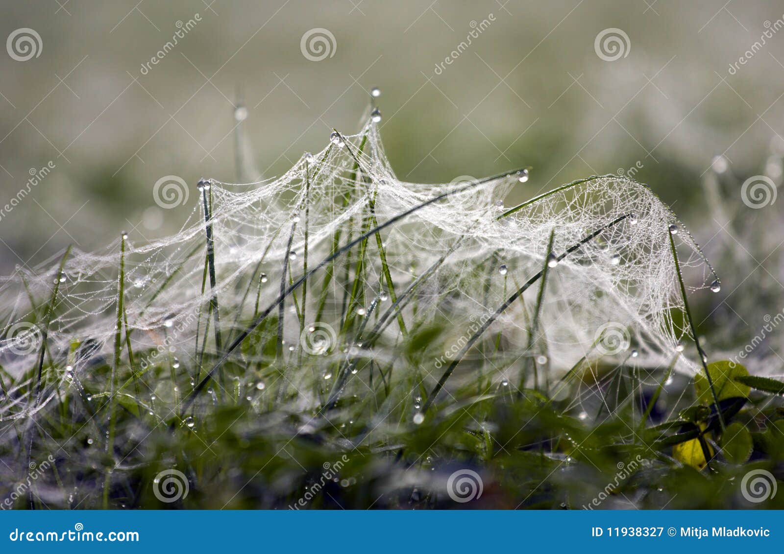 Morning dew stock image. Image of green, mist, detail - 11938327