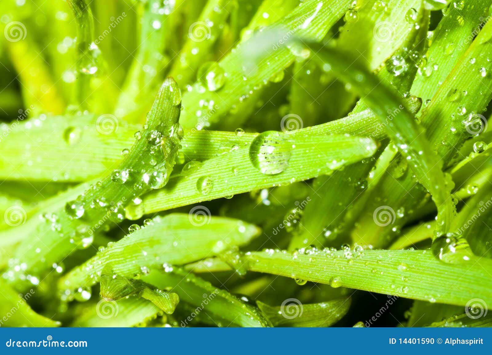 Morning dew stock photo. Image of nature, environment - 14401590