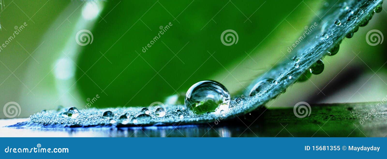Morning dew stock image. Image of morning, nature, details - 15681355