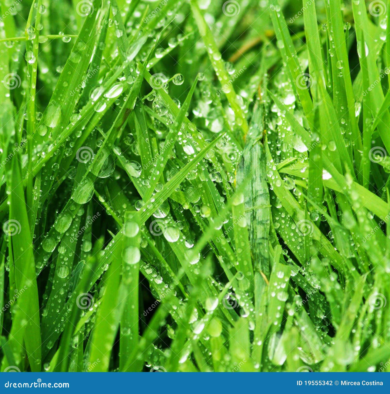 Morning dew stock photo. Image of background, early, farm - 19555342