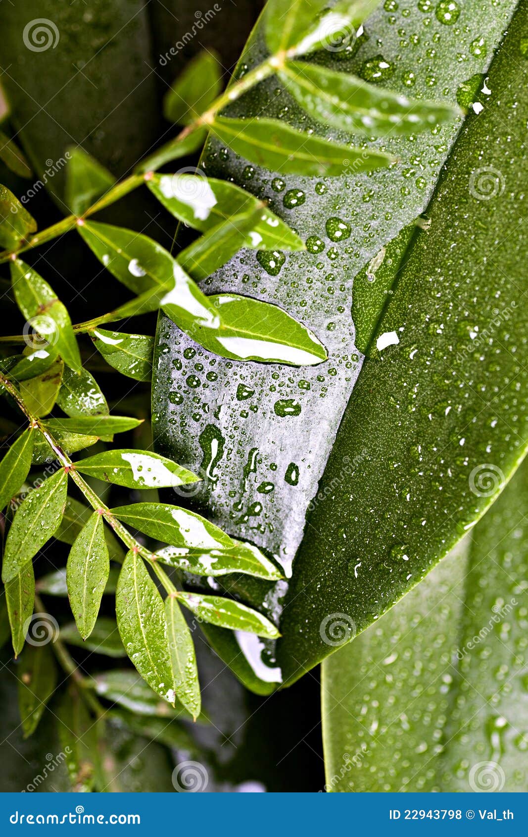 Morning dew stock photo. Image of freshness, single, park - 22943798