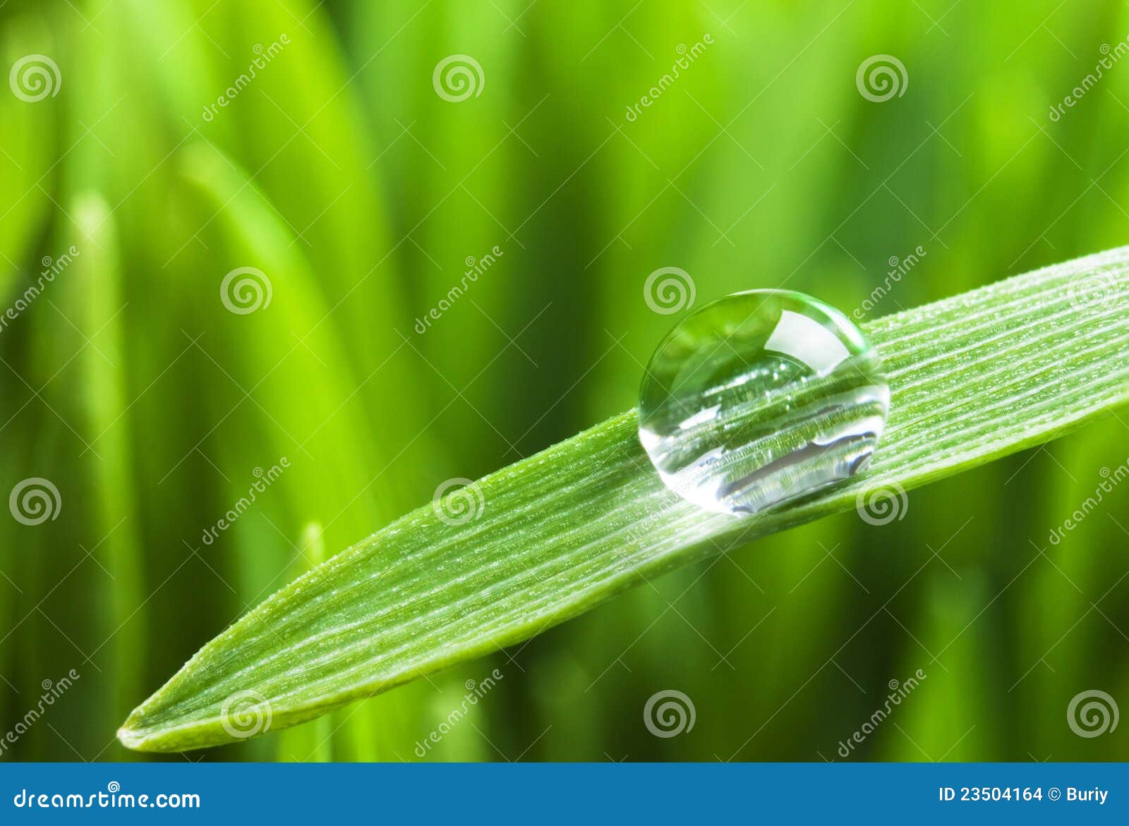 Morning dew stock photo. Image of closeup, nature, environment - 23504164