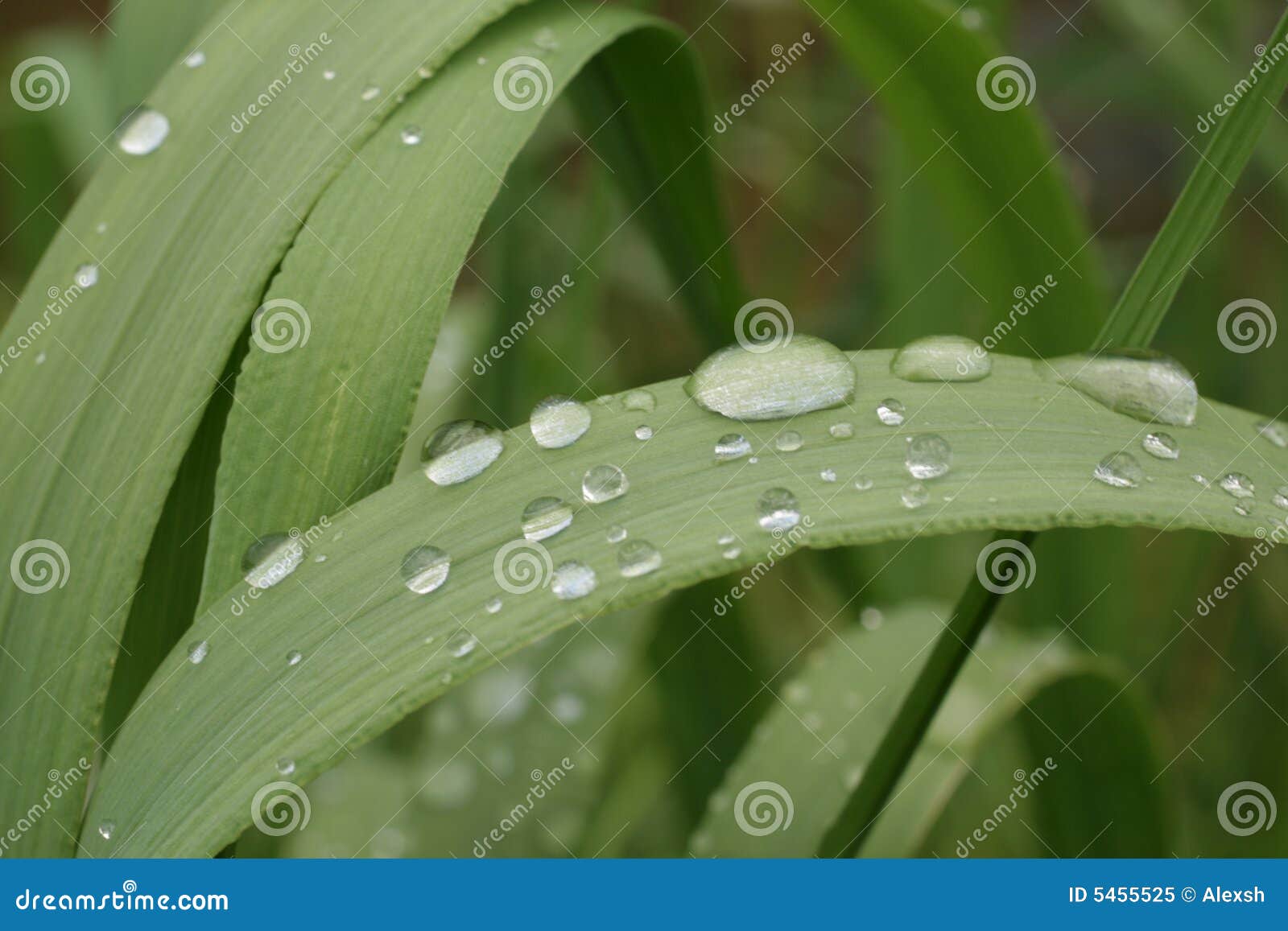 Morning dew stock image. Image of nature, morning, drops - 5455525