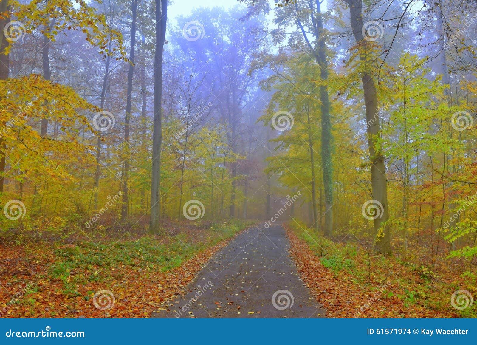 Morning Dew in Autumn Forest Stock Photo - Image of color, forest: 61571974