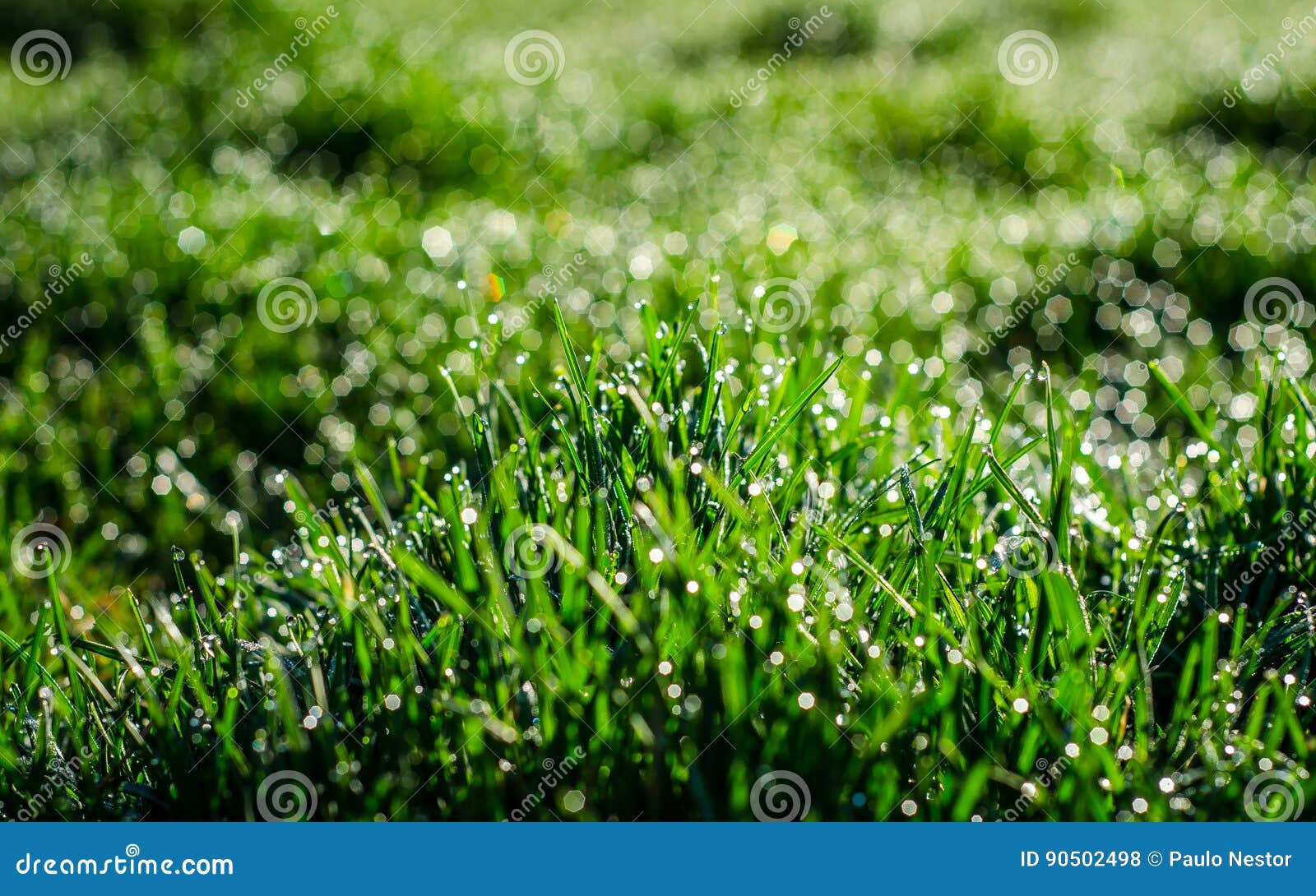 Morning dew stock photo. Image of morninggrass, colorful - 90502498