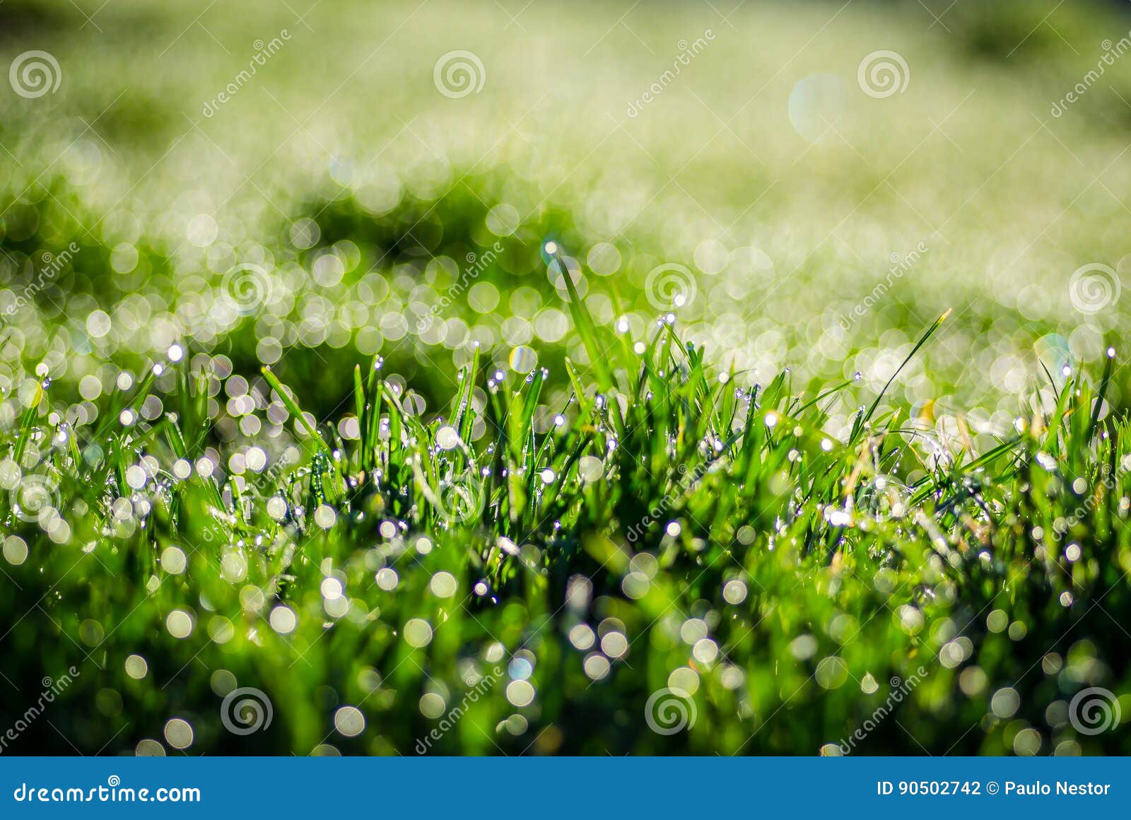 Morning dew stock photo. Image of flower, morninggrass - 90502742