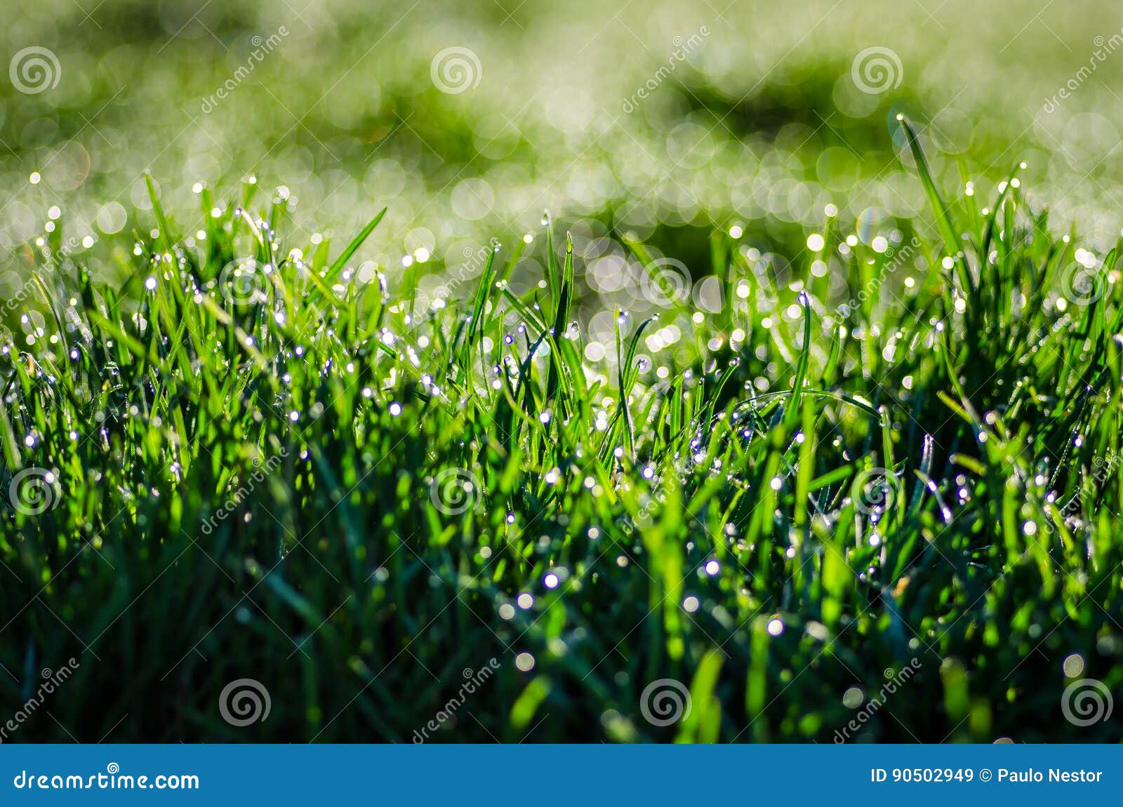 Morning dew stock image. Image of beautiful, plants, outdoors - 90502949