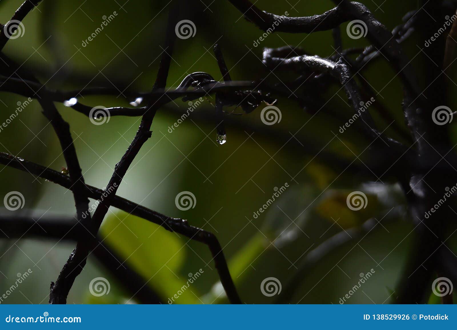 Morning dew in the night stock photo. Image of fresh - 138529926