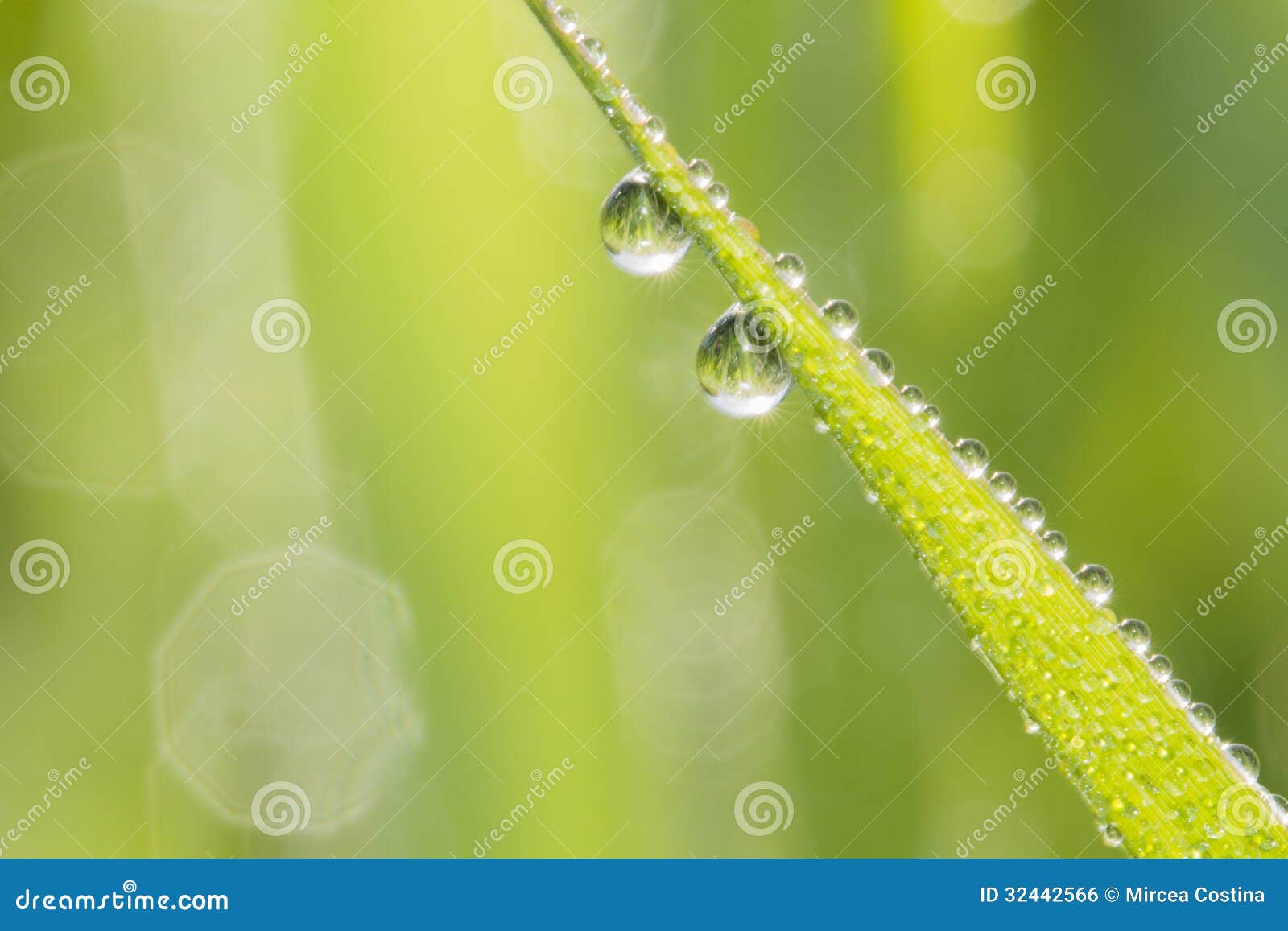 Morning dew stock photo. Image of colorful, life, harmony - 32442566