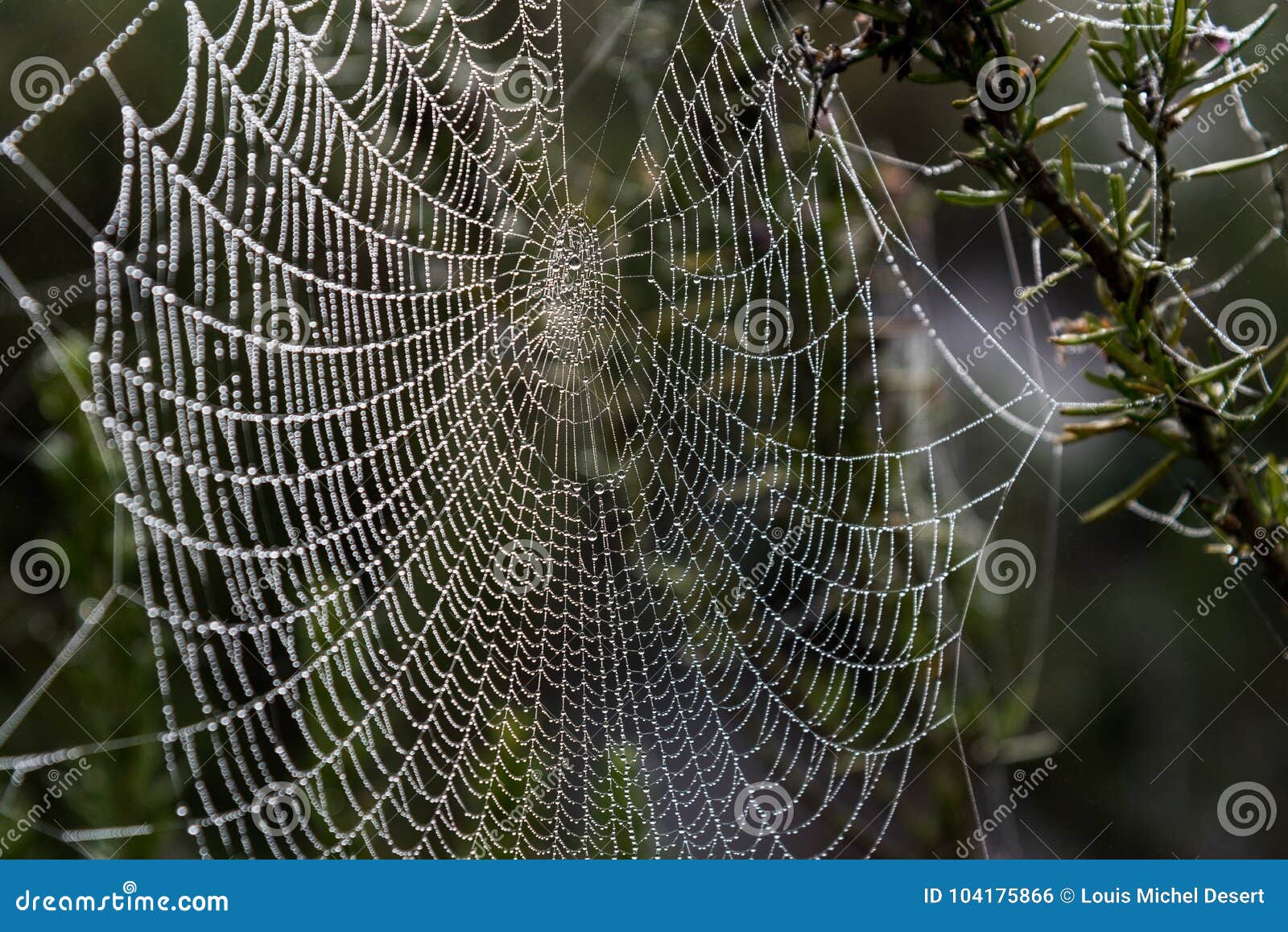 Morning dew on a cobweb stock photo. Image of bright - 104175866