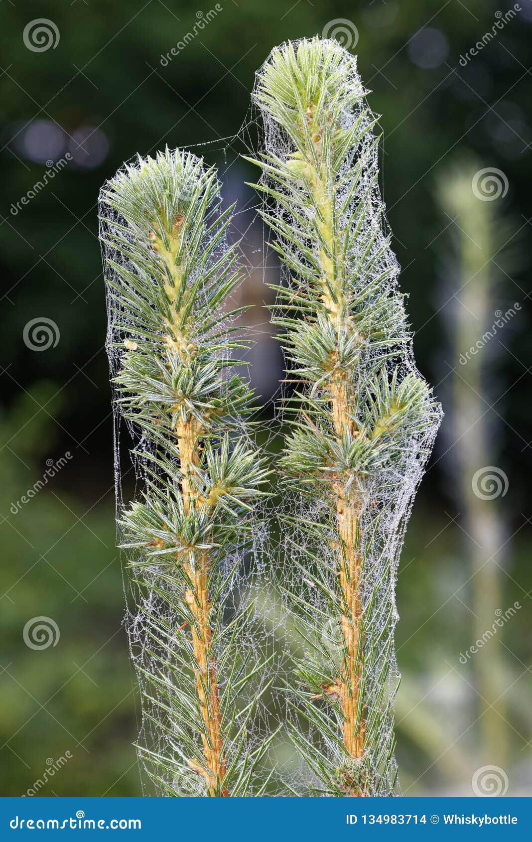 Morning Dew on Cobwebs on Spruce Tree Stock Photo - Image of natural ...