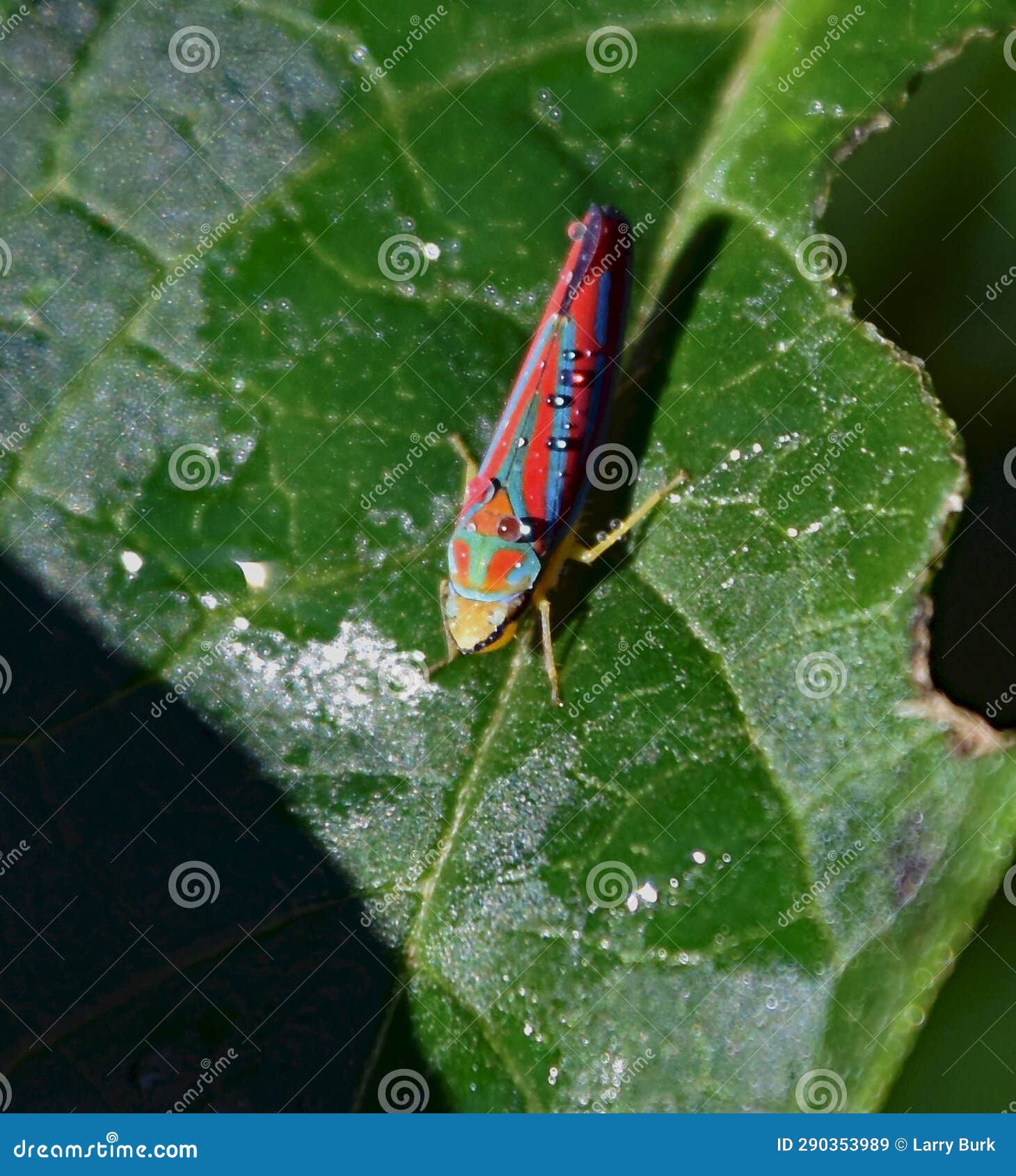 Dew on Red Banded Leaf Hopper in Morning Stock Image - Image of green ...